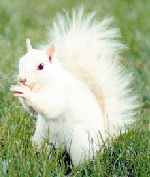 Home to the White Squirrel